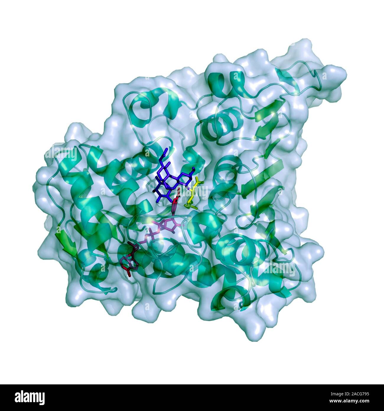 Alpha-N-acetylgalactosaminidase complex. Molecular model showing the ...