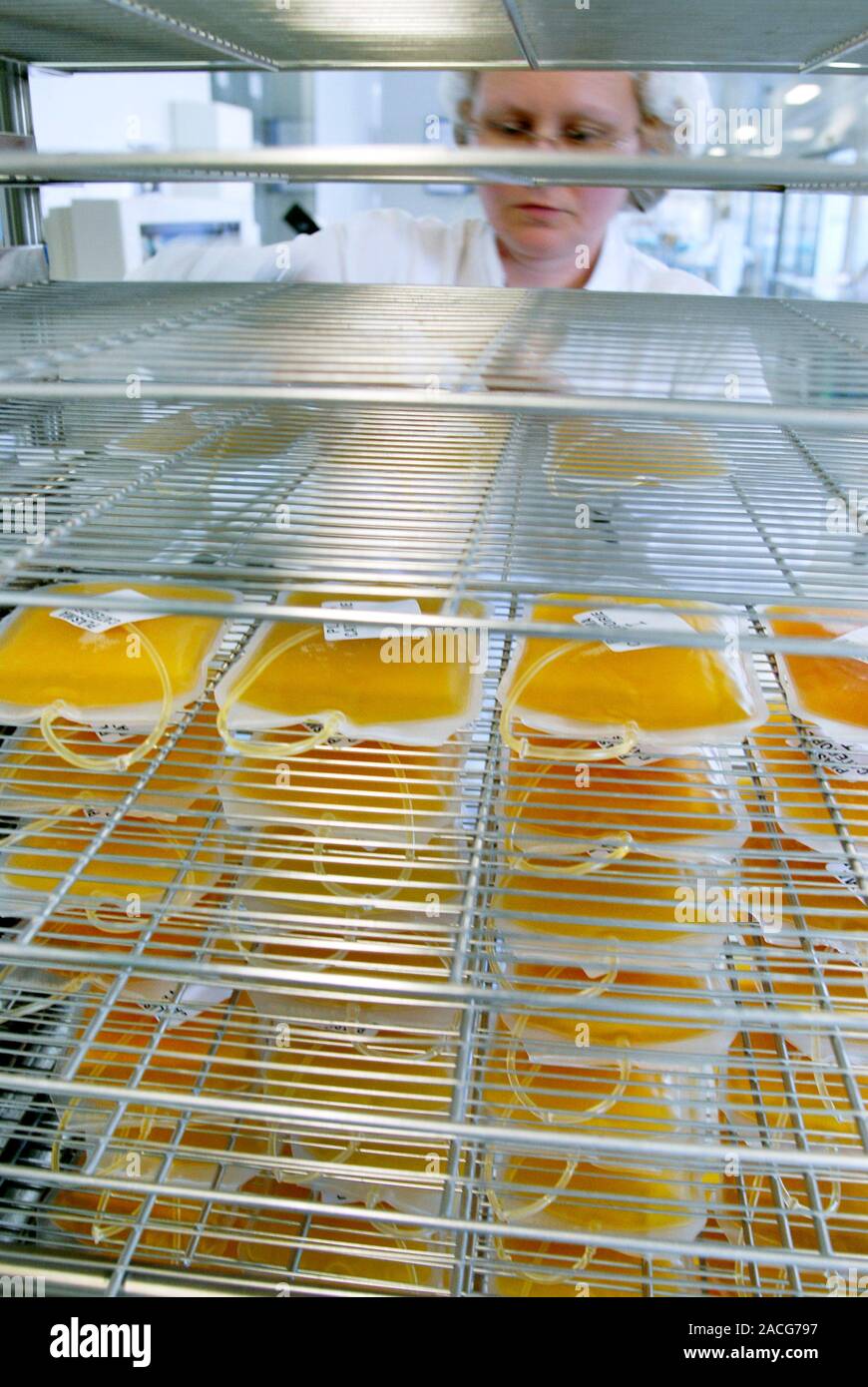 Storing blood plasma. Haematologist arranging racks of plasma ...