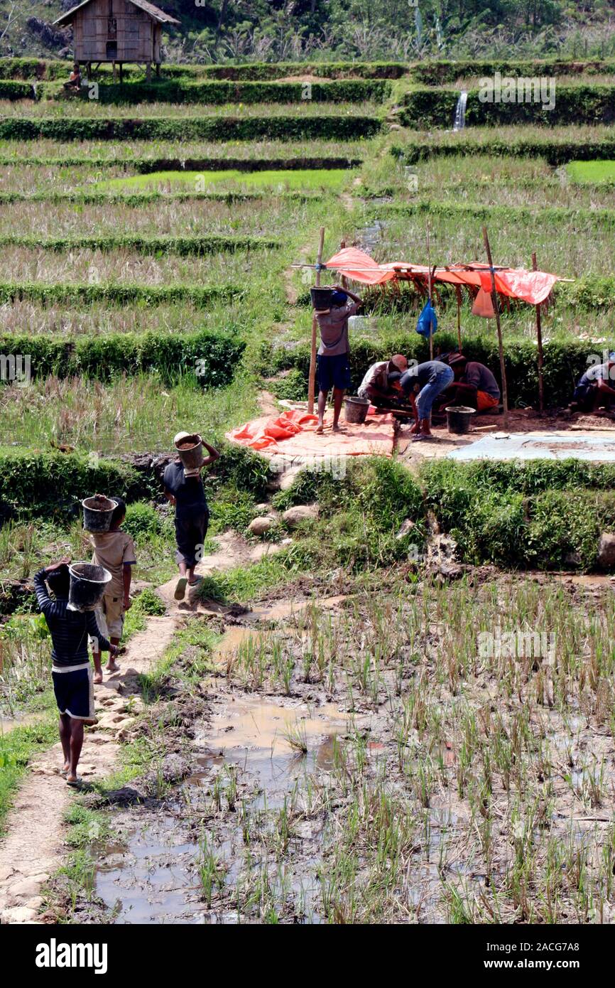 Liang Bua cave exploration. Workers carrying earth from the Liang Bua ...