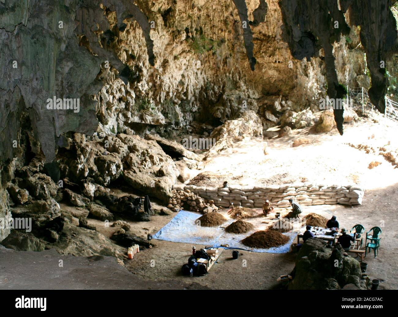 Liang Bua cave exploration. Workers sorting earth extracted from the ...