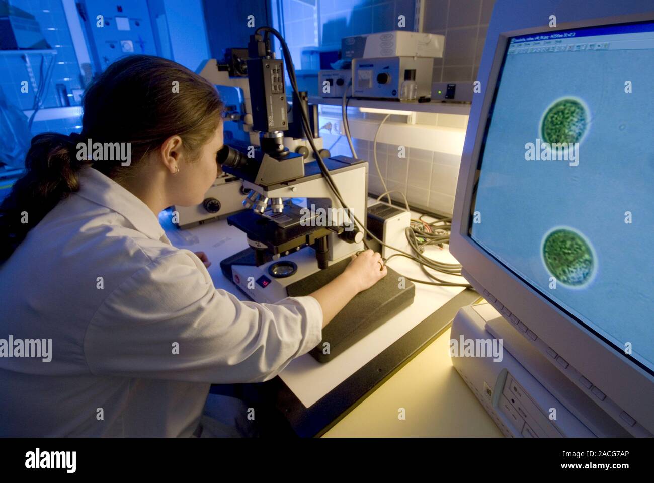 Microalgae biofuel research. Researcher examining cultured microalgae ...