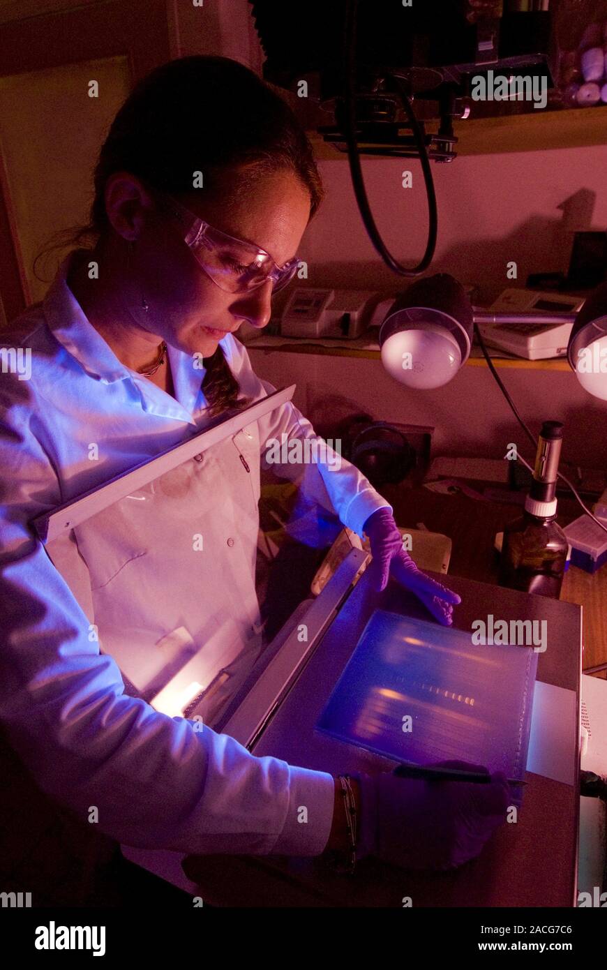 Microalgae biofuel research. Researcher studying lipids (fats) produced ...