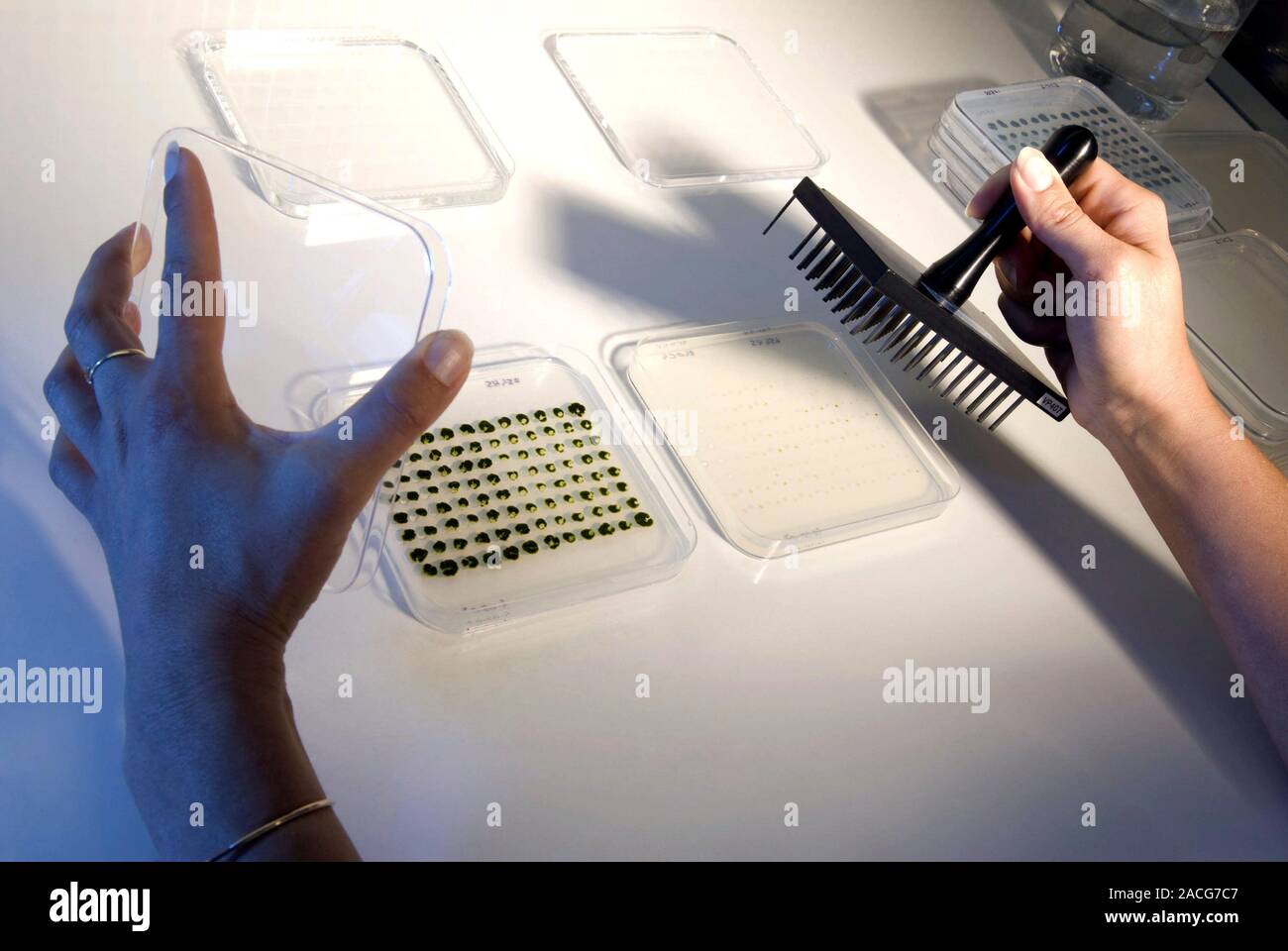 Microalgae biofuel research. Researcher culturing a mutant form of ...