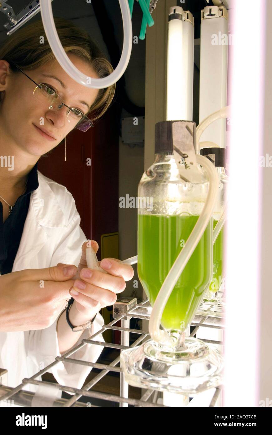 Microalgae biofuel research. Researcher culturing microalgae as part of ...