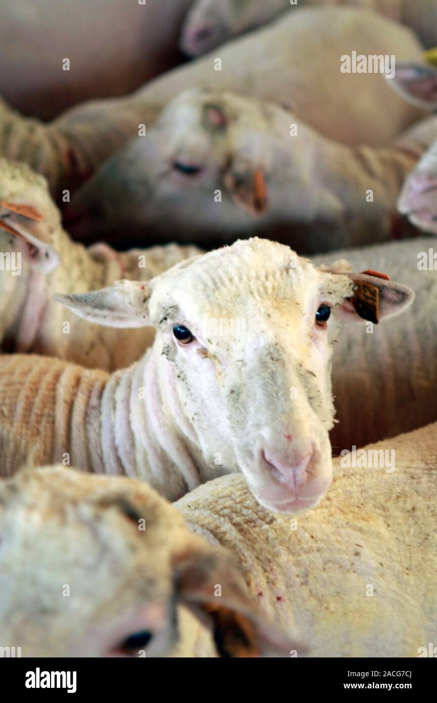 Sheared sheep. Sheep (Ovis aries) on a farm after being sheared Stock ...
