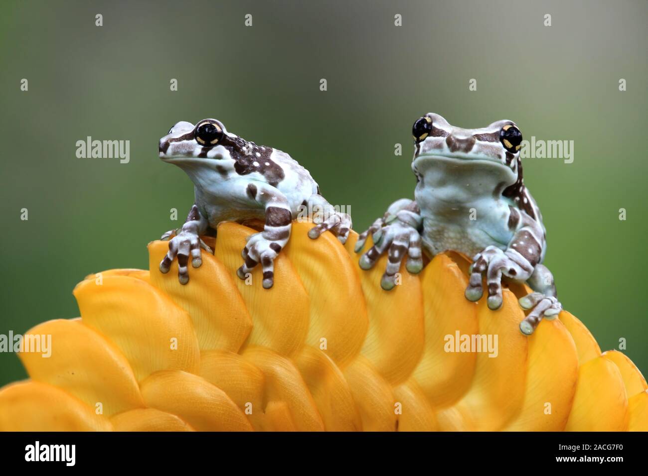 Two Amazon milk frogs on a yellow flower, Indonesia Stock Photo - Alamy