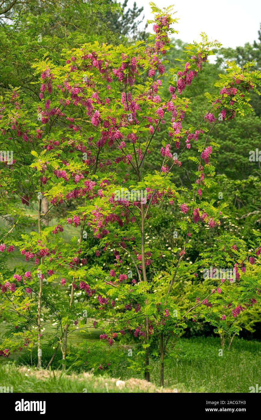 Rose Acacia (Robinia hispida), also known as Bristly locust, showing ...
