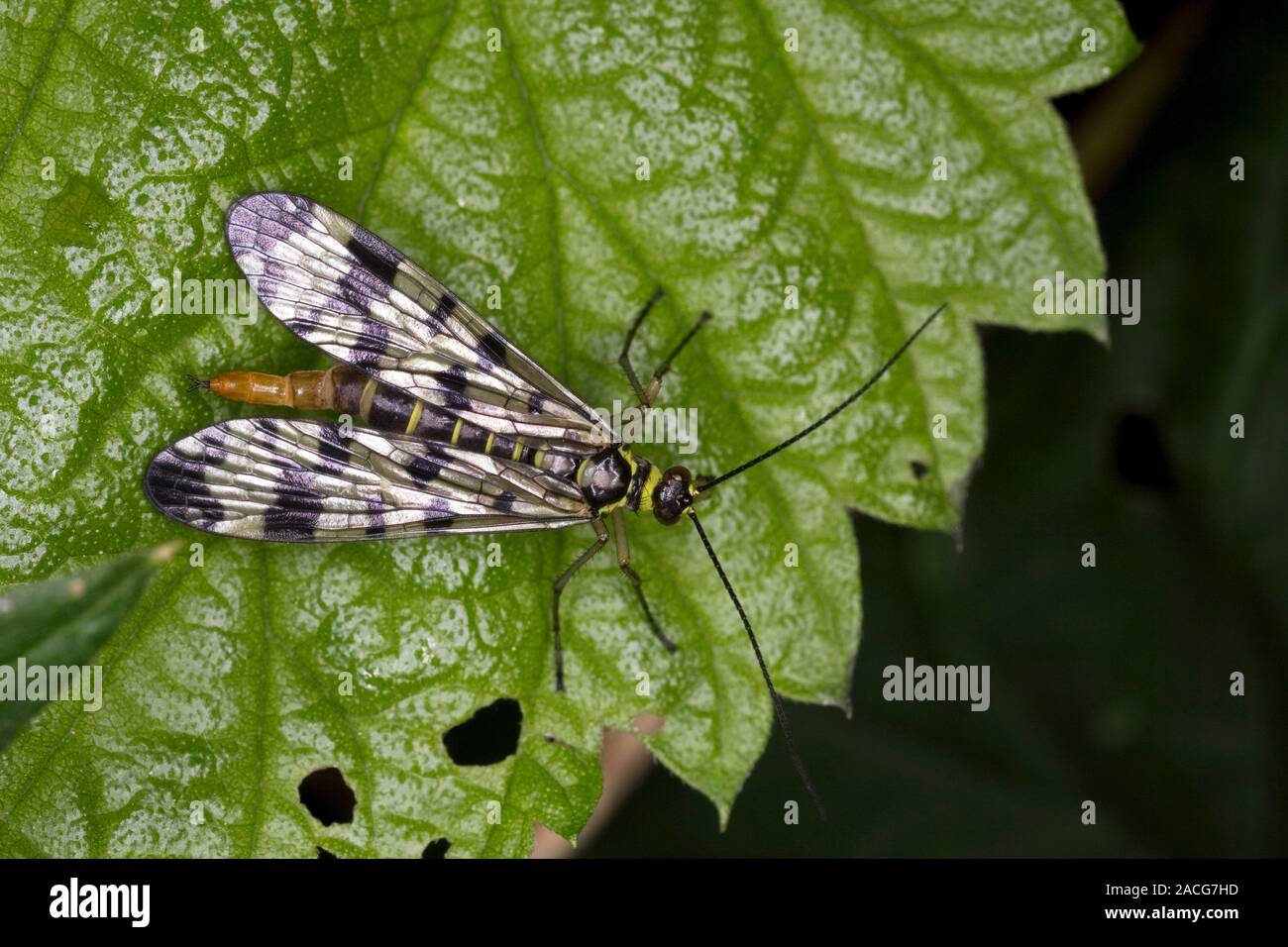 Female Scorpion fly (Panorpa meridionalis) on a leaf. Photographed in ...