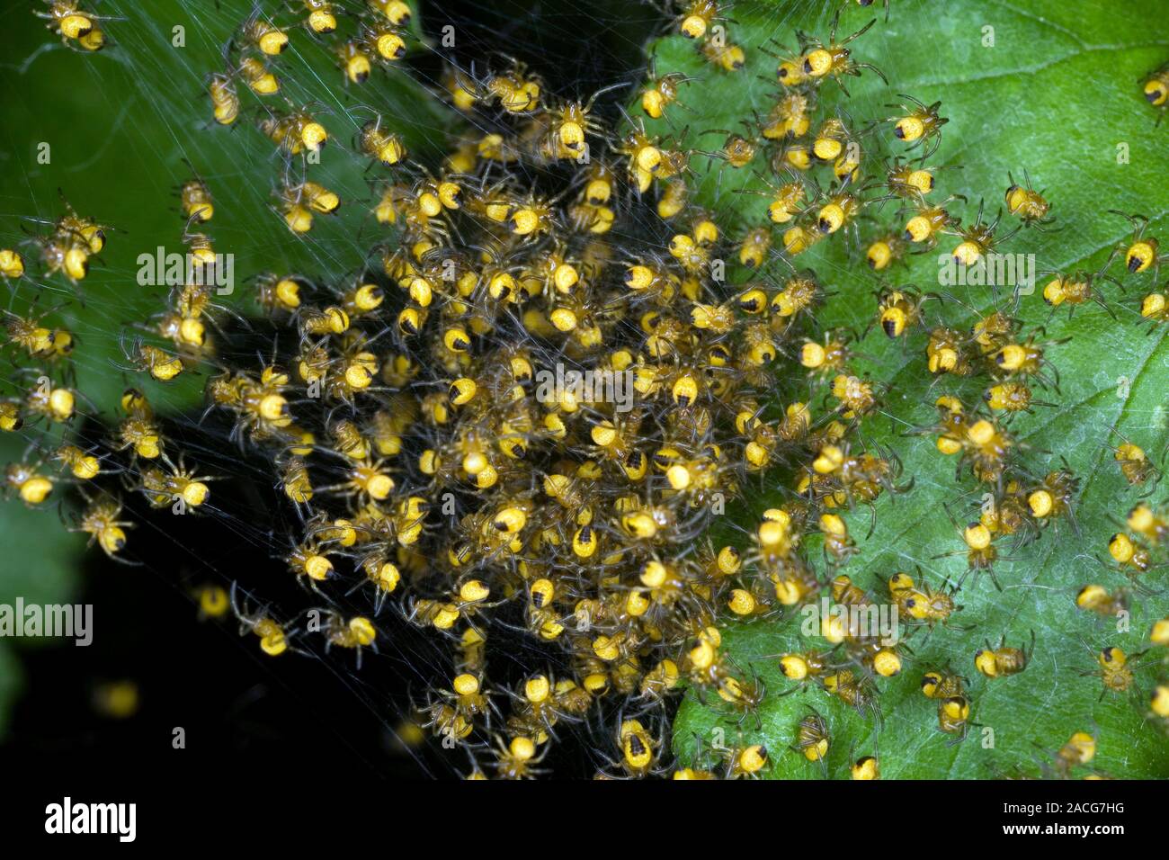 Spiderlings of the common garden spider (Araneus diadematus). They are ...