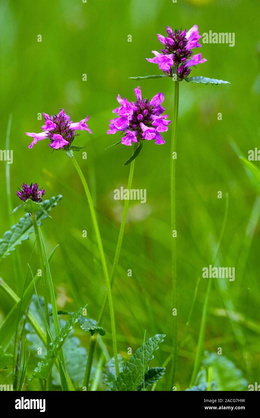 Common Betony (Stachys officinalis syn Betonica), also known as Wood ...
