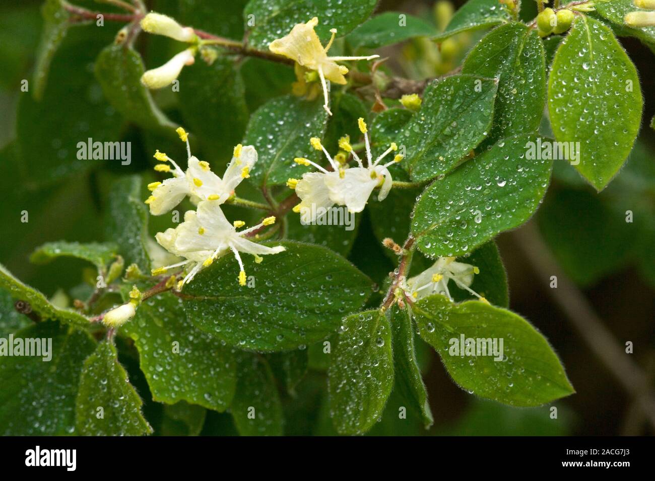Flowers and foliage of Fly honeysuckle (Lonicera xylosteum ...