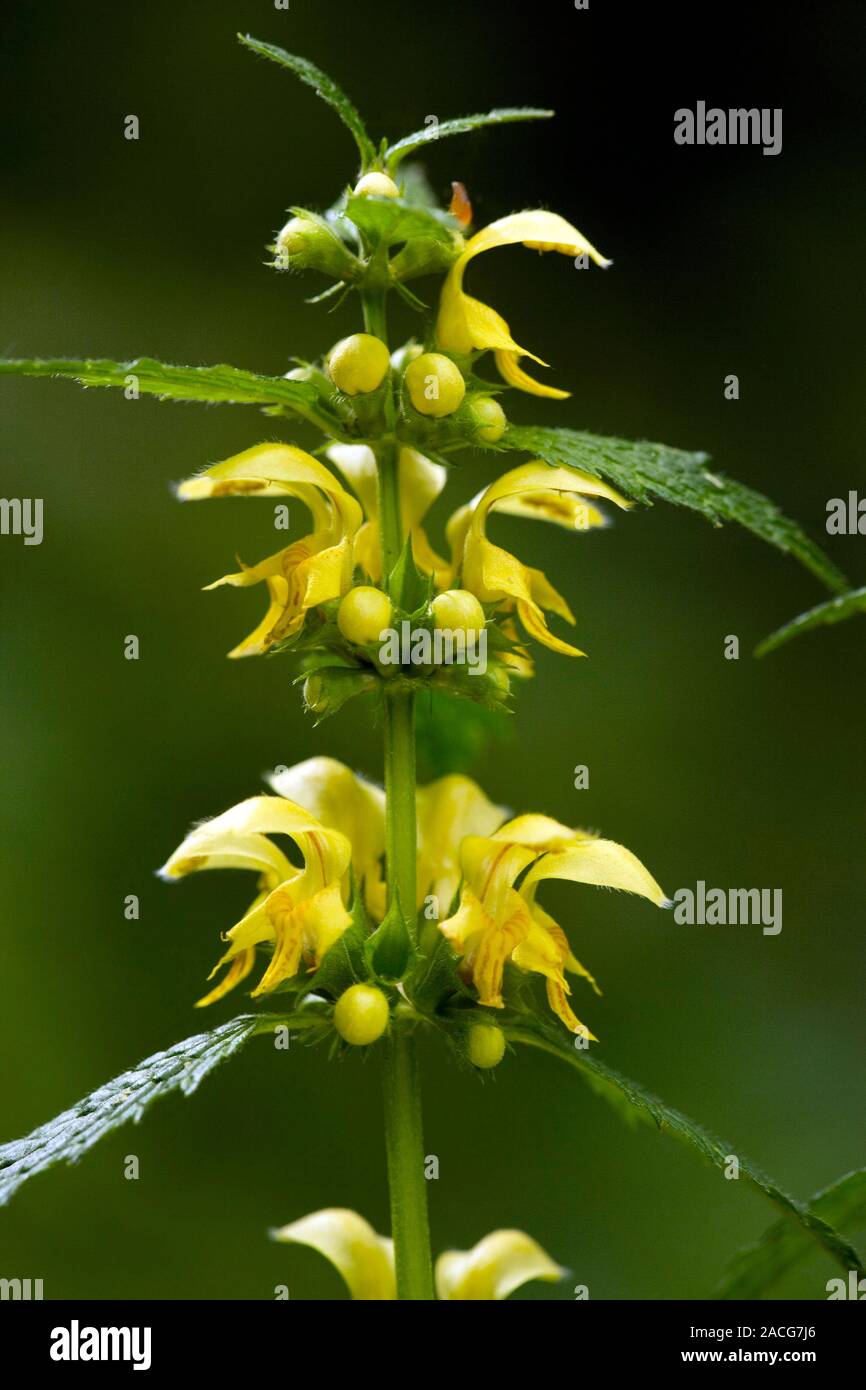 Foliage and flowers of Yellow Archangel (Lamiastrum galeobdolon) in the ...