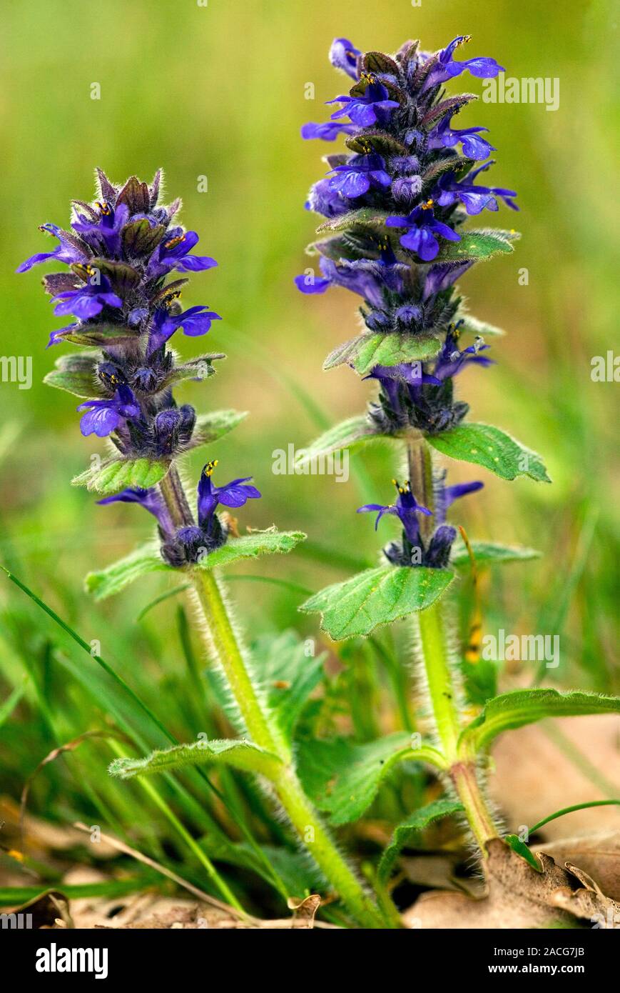 Foliage and flowers of Blue Bugle (Ajuga genevensis). Photographed in ...