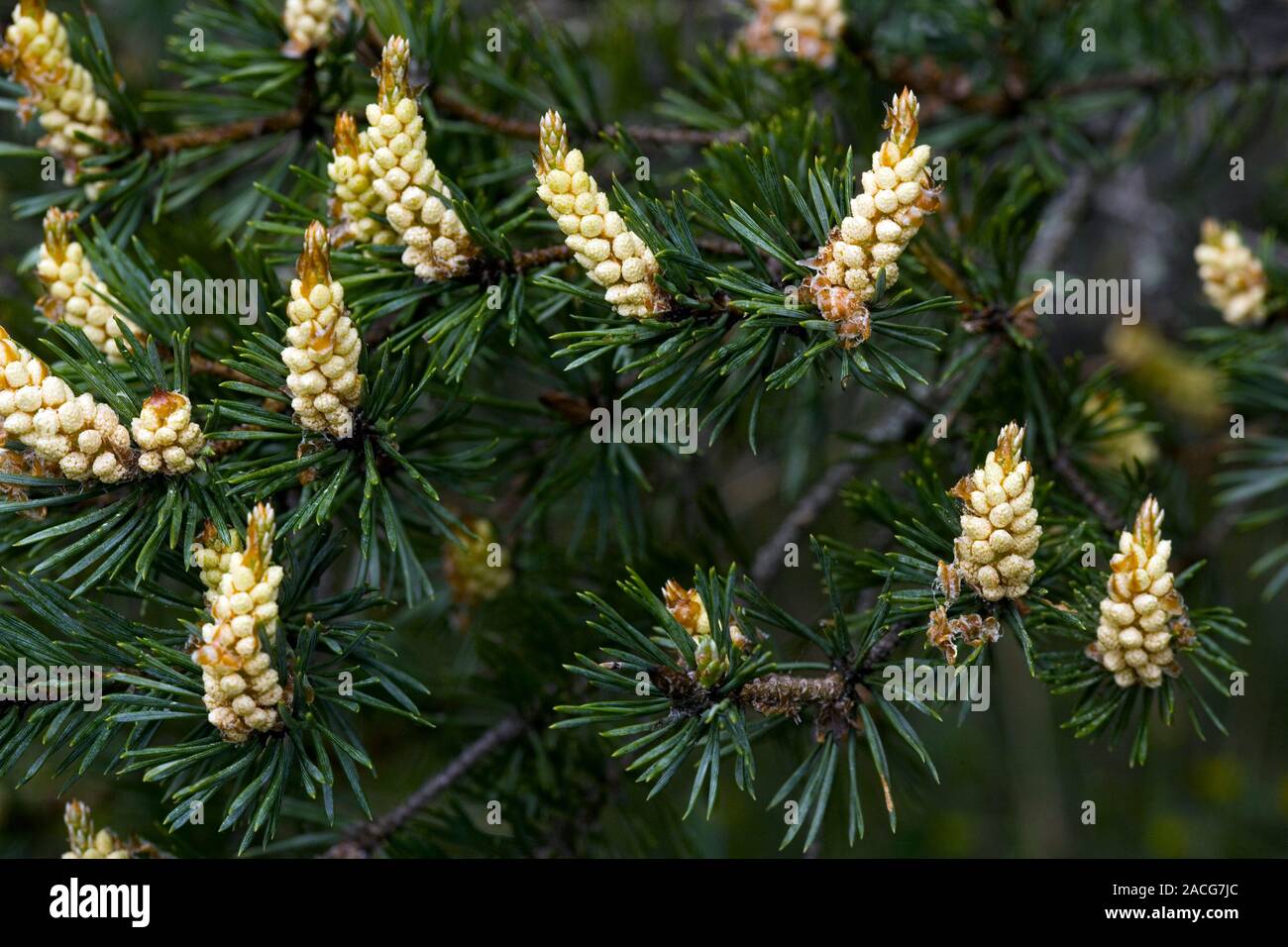 Foliage and flowers of Scots Pine (Pinus sylvestris Stock Photo - Alamy