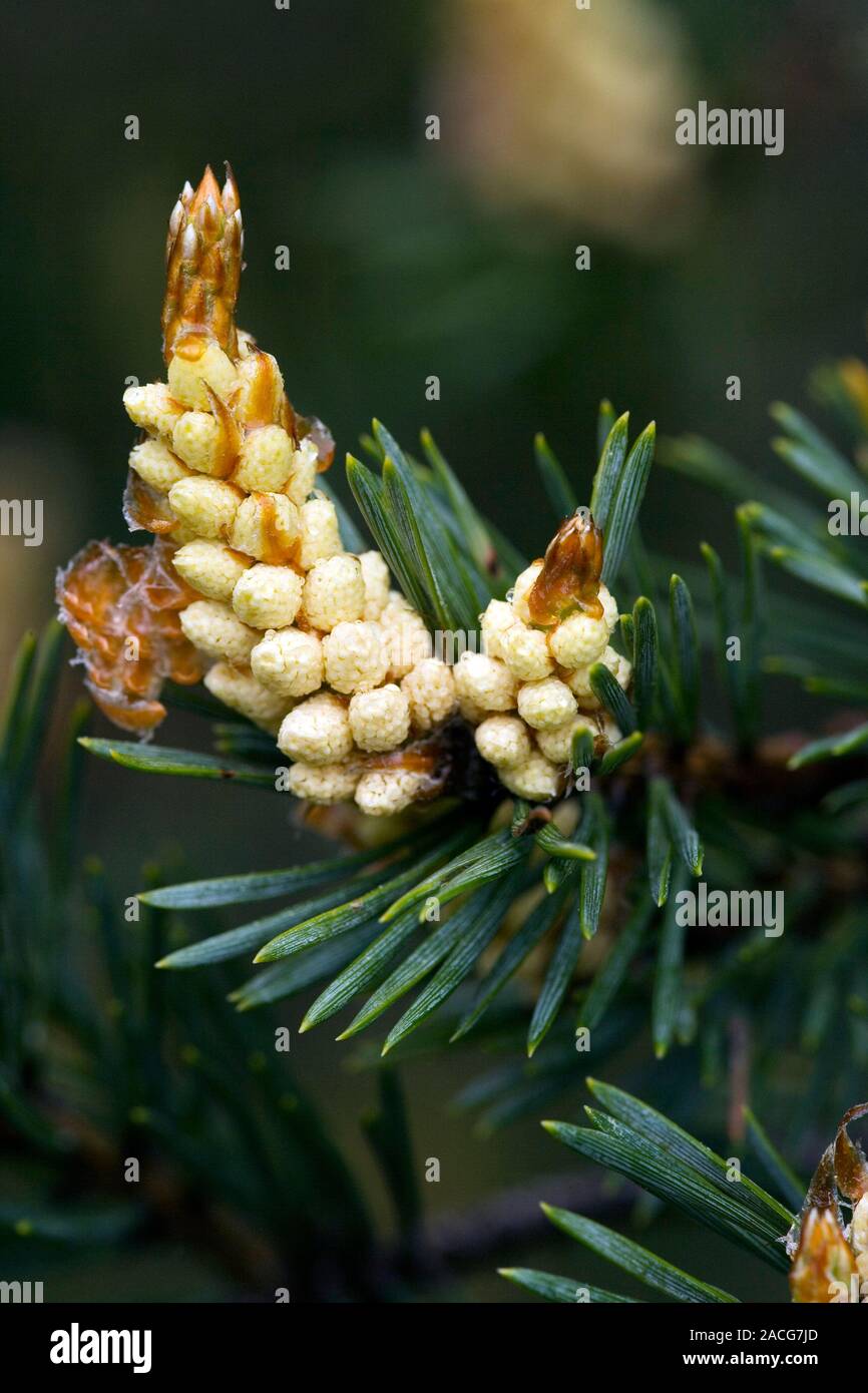 Foliage and flowers of Scots Pine (Pinus sylvestris Stock Photo - Alamy