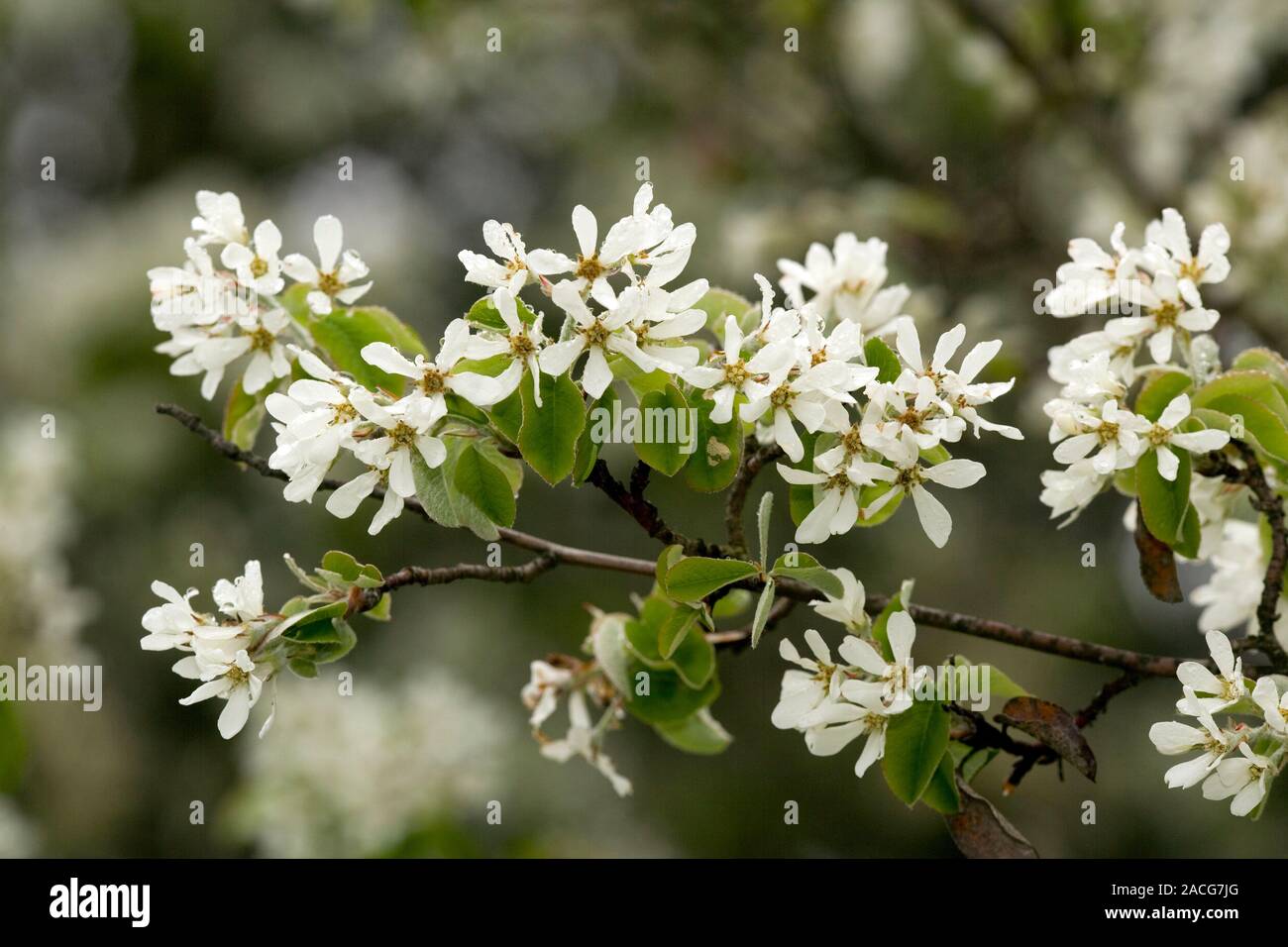 Branch of Snowy Mespilus (Amelanchier ovalis), showing foliage and ...