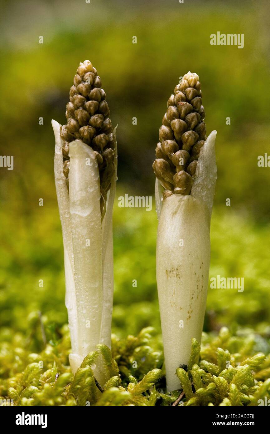 Emerging flowers of Bird's nest orchid (Neottia nidus-avis ...