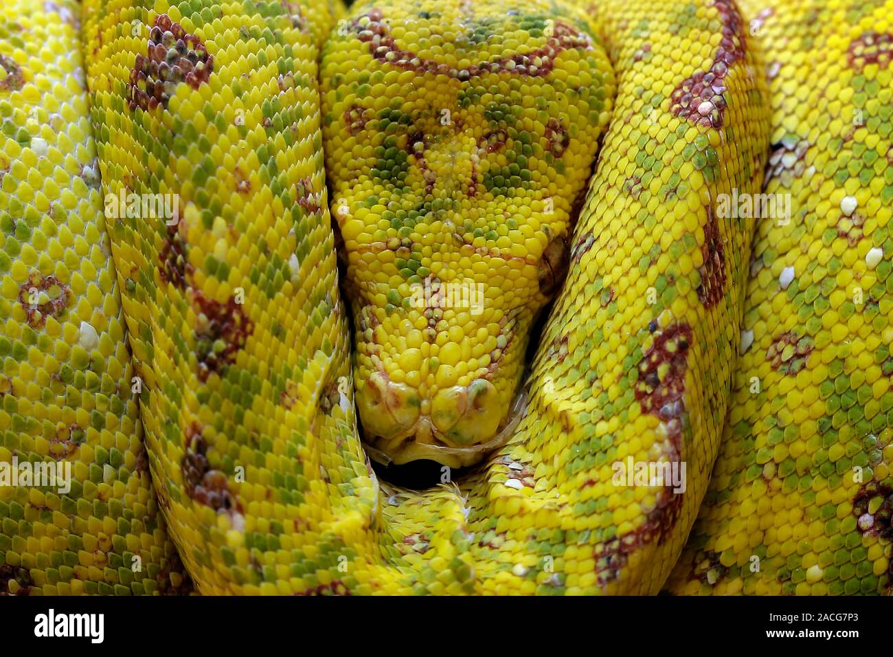 Python snake hi-res stock photography and images - Alamy