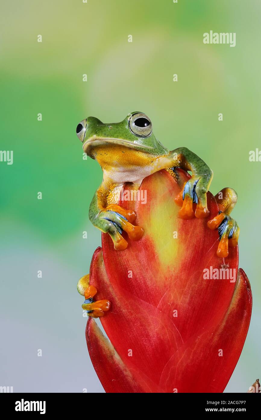 Frog on flower hi-res stock photography and images - Alamy