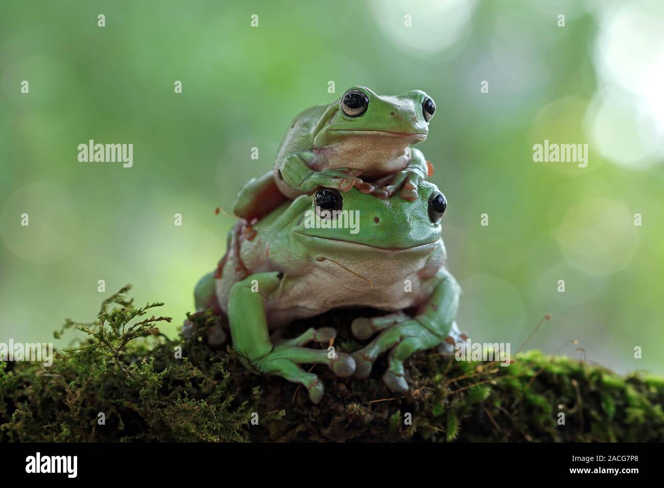 Two white's tree frogs sitting on moss, Indonesia Stock Photo - Alamy
