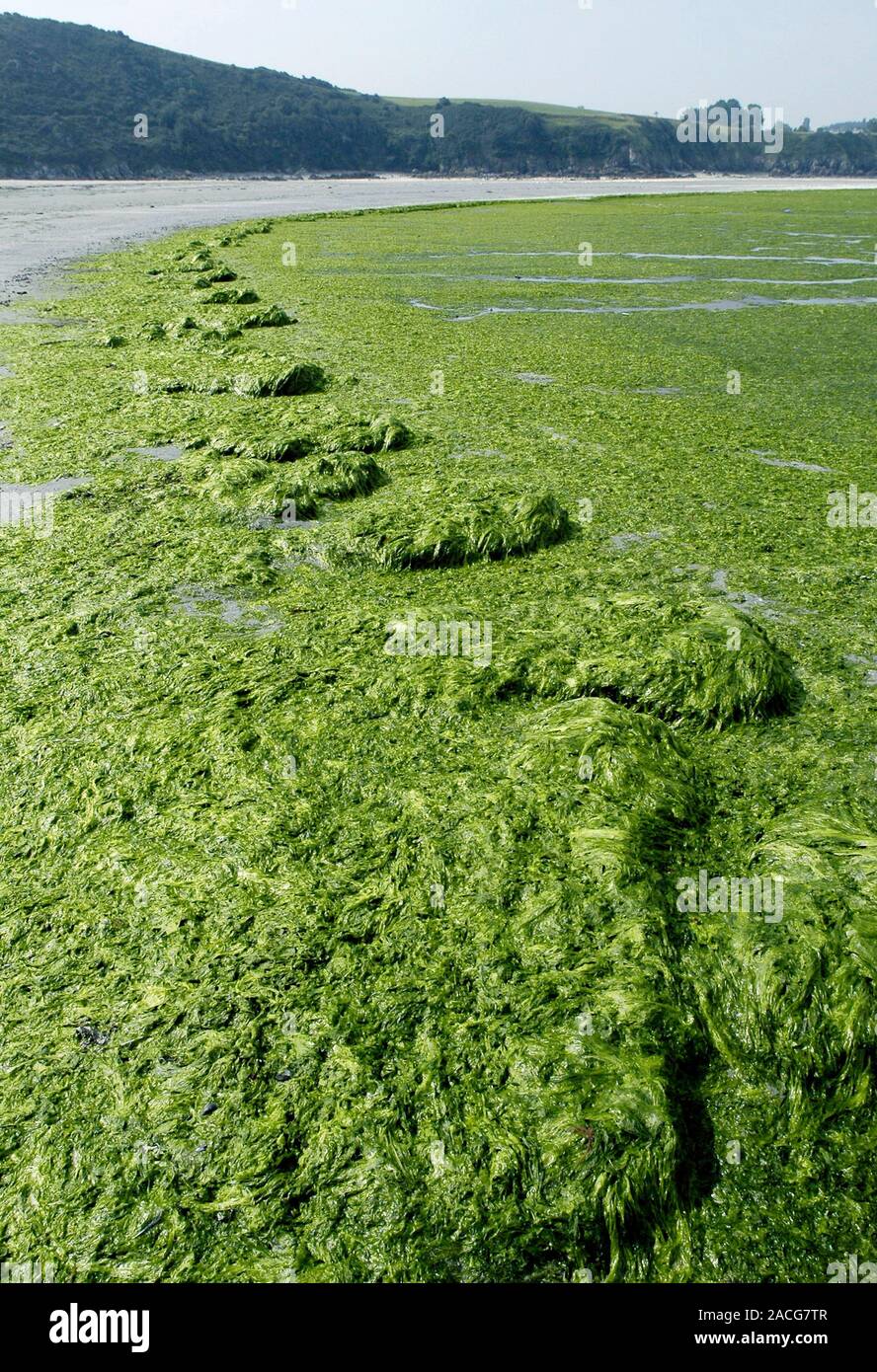Algae covered beach. Excessive growth of sea lettuce (green algae, Ulva ...