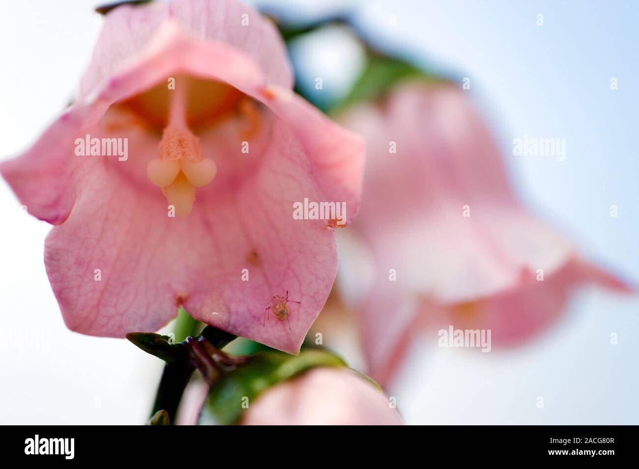 Single flower of Azorina vidalii. Photographed at RHS Rosemoor, Devon ...