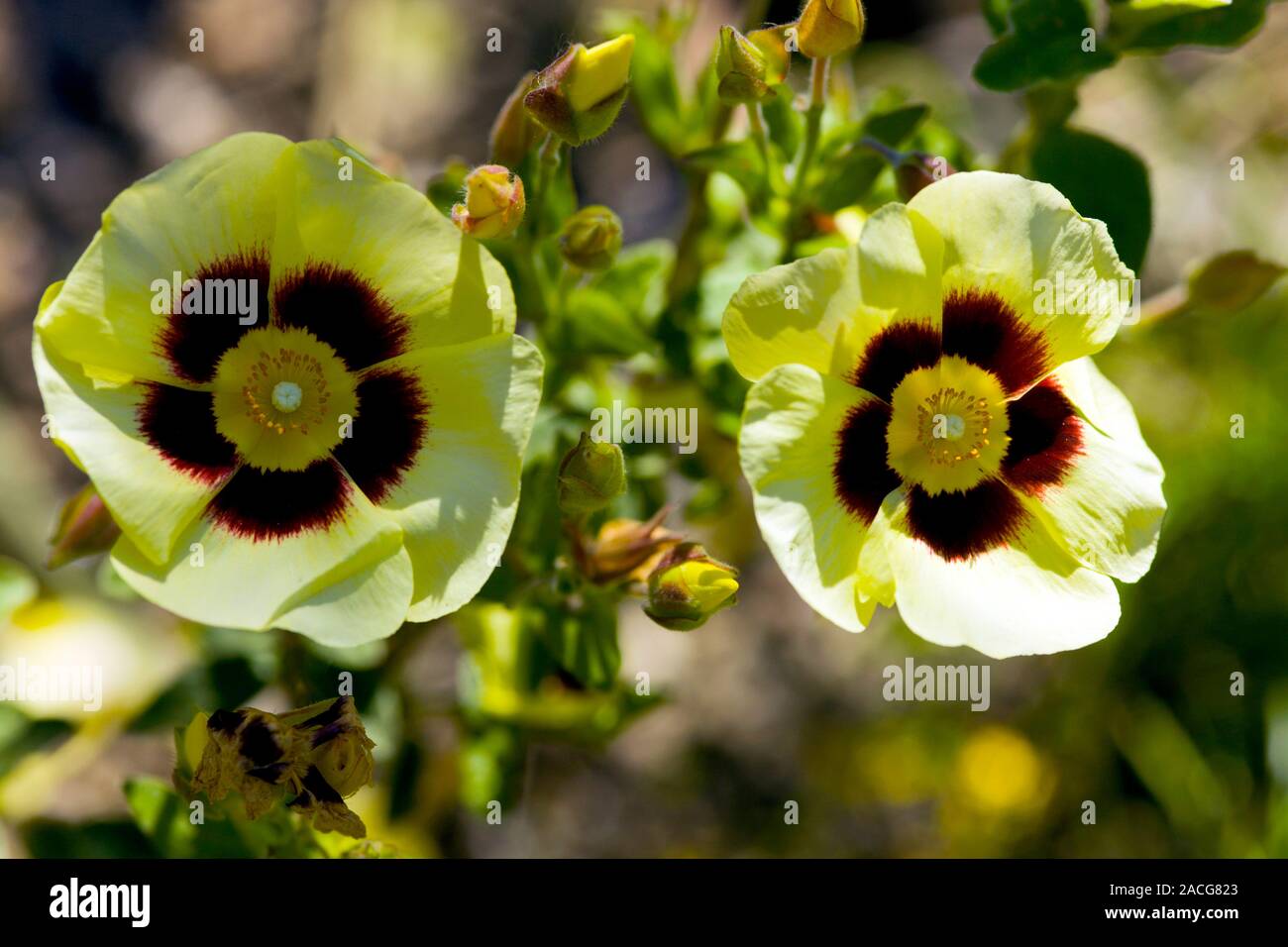 Two flowers of Rock Rose (Cistus). Photographed at RHS Rosemoor, Devon ...