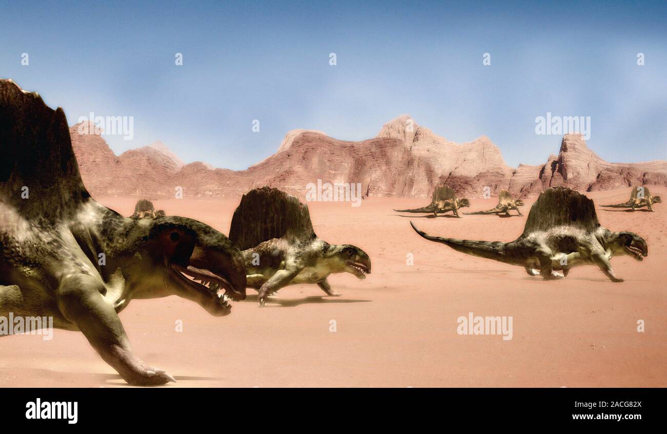 Dimetrodons, artwork. Dimetrodon (meaning 'two-measure tooth') lived in ...