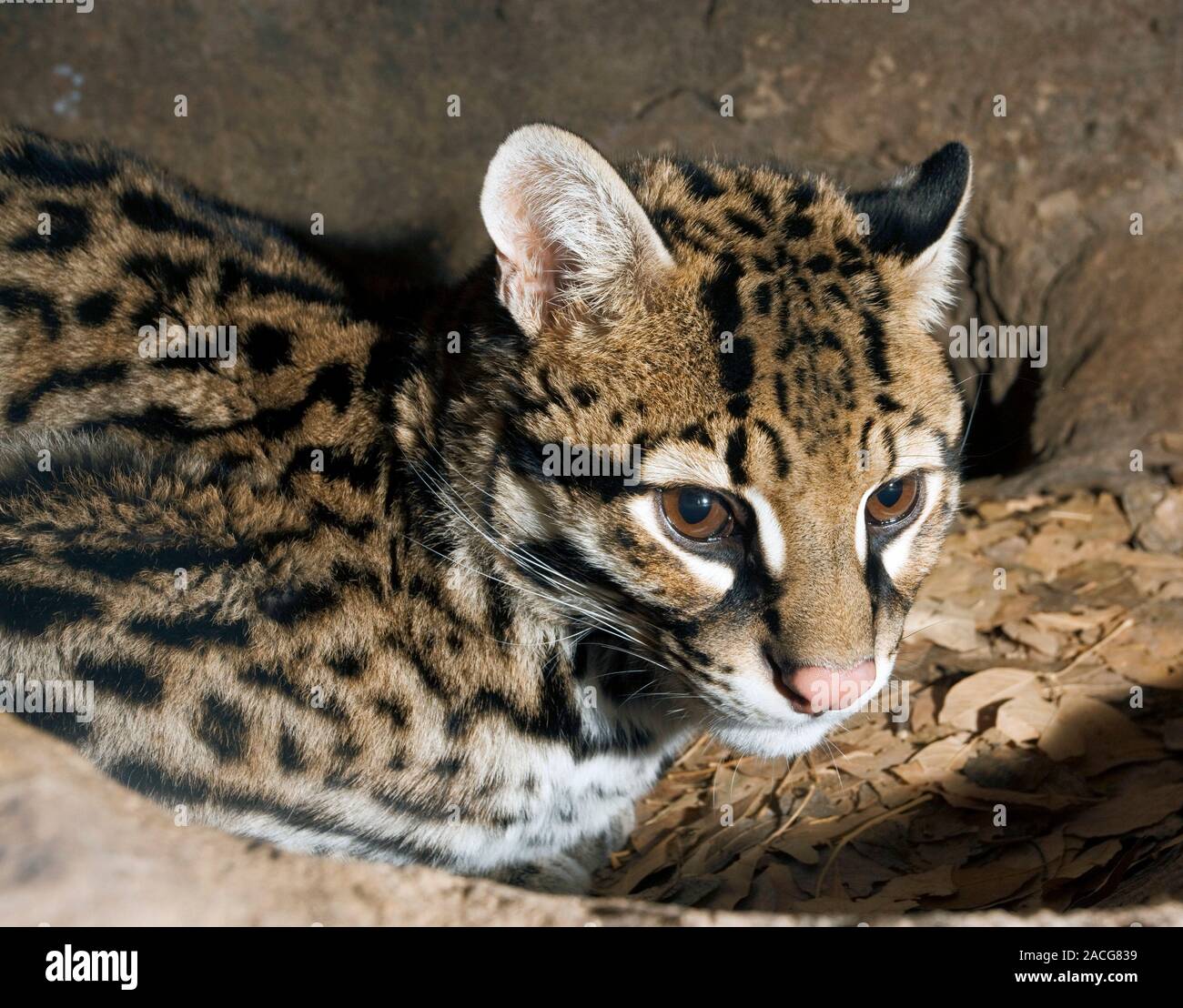 Close-up of a Ocelot (Leopardus pardalis albescens) which is almost ...