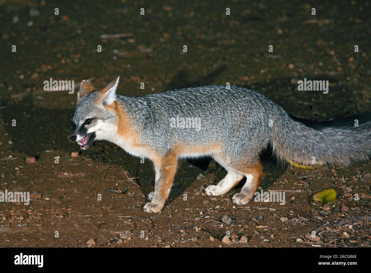 A Gray Fox (Urocyon cinereoargenteus), feeding at night in the Sonoran ...
