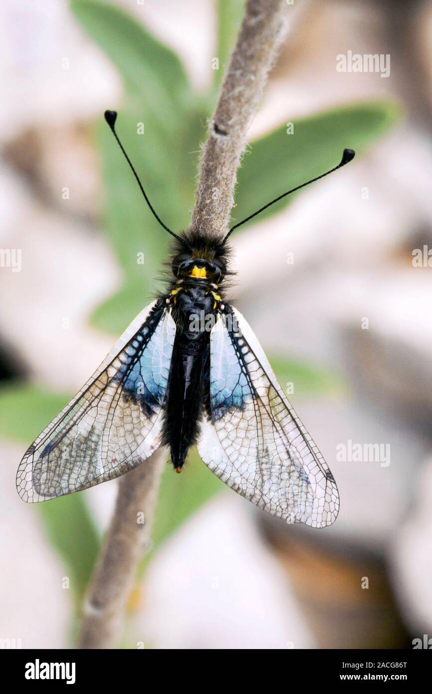Ascalaphus ottomanus. Photographed in Greece Stock Photo - Alamy