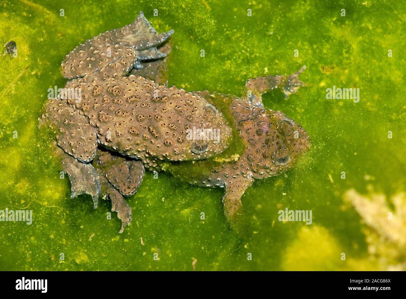 Breeding yellow-bellied toads (Bombina variegata). Photographed in ...