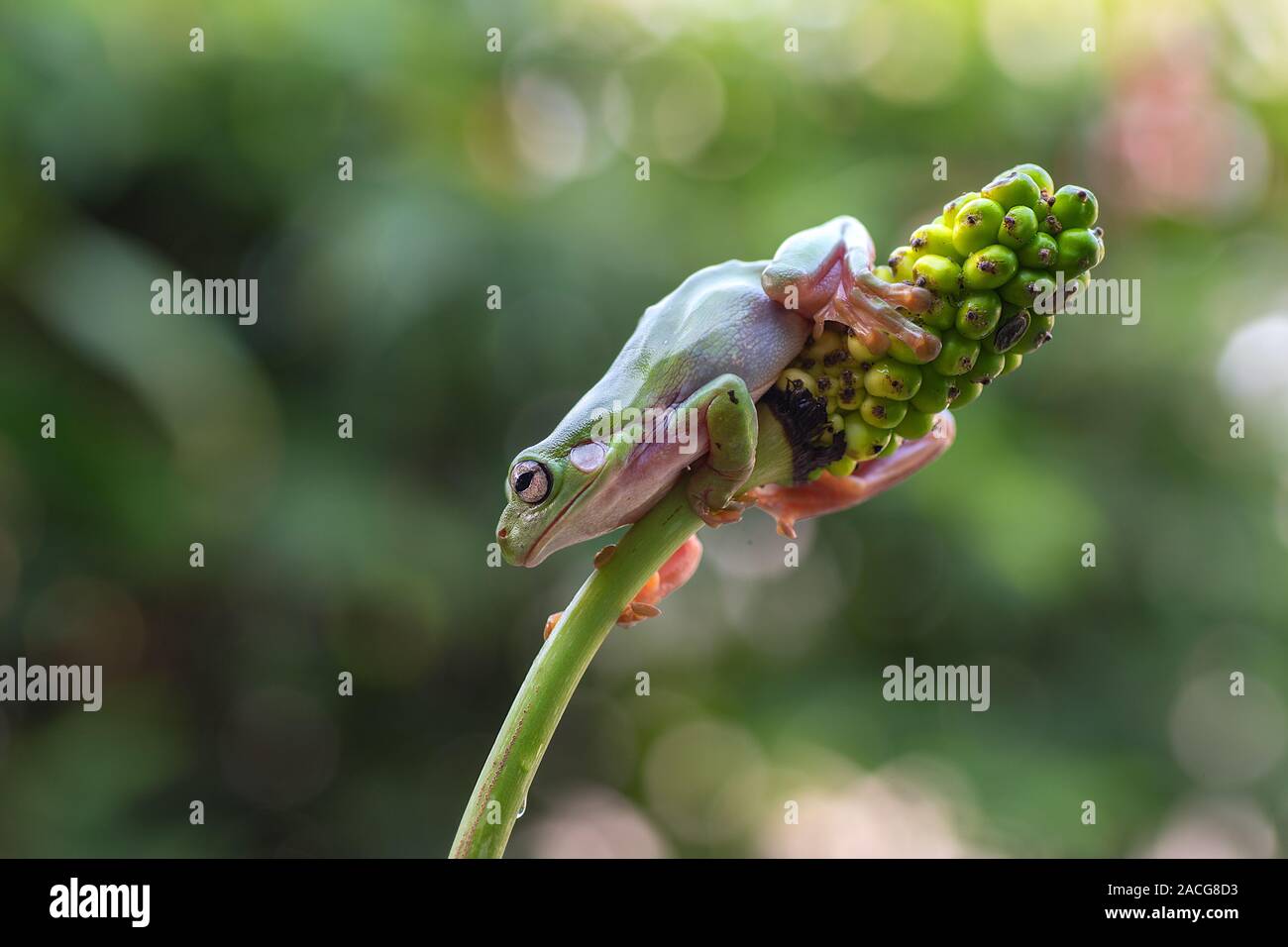Dumpy tree frog on a plant, Indonesia Stock Photo - Alamy