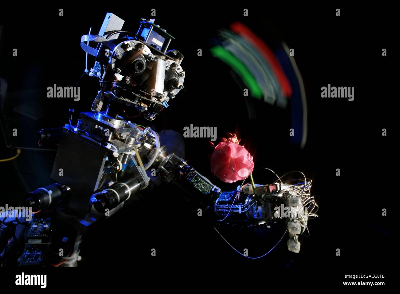 iCub robot holding a flower. The iCub is a small humanoid robot ...