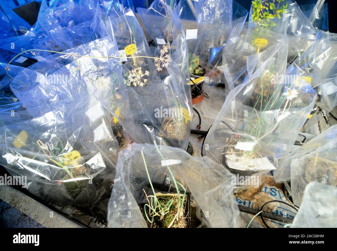 Plant-fungi research. Plants for plant-fungi research experiments ...