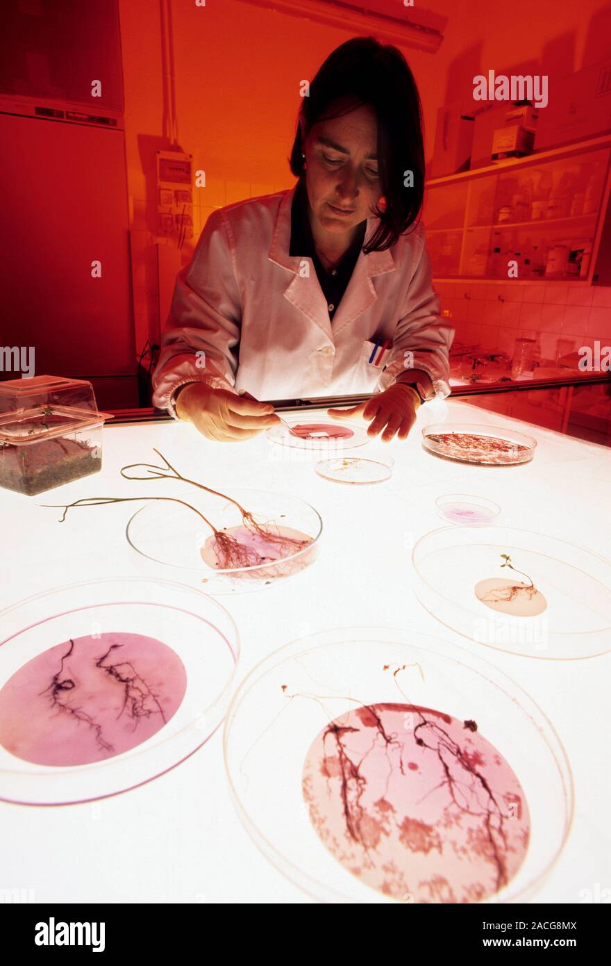 Plant-fungi research. Researcher working with petri dish cultures of ...
