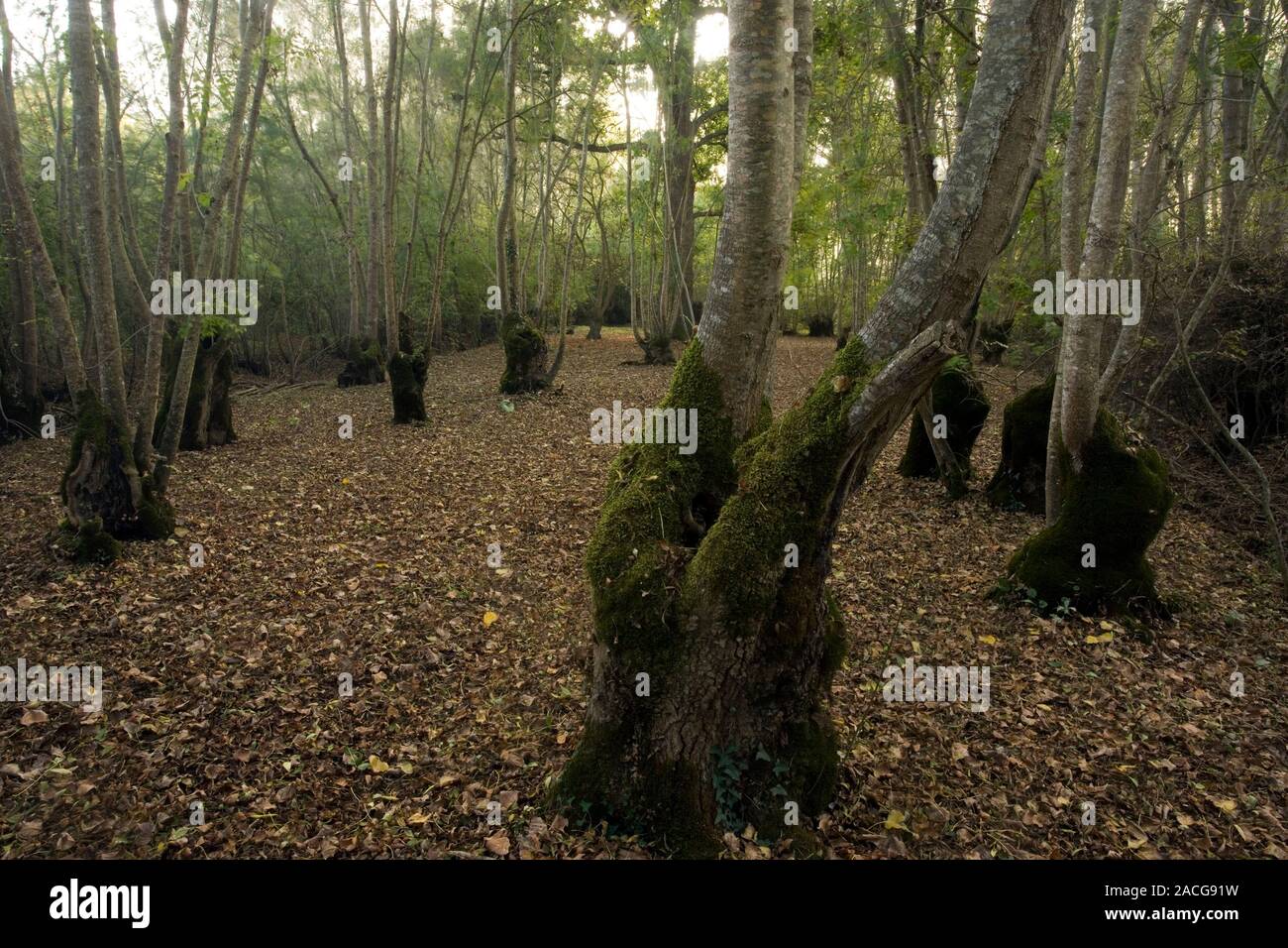 Copse of pollarded ash trees (Fraxinus excelsior) in Marais Poitevin ...