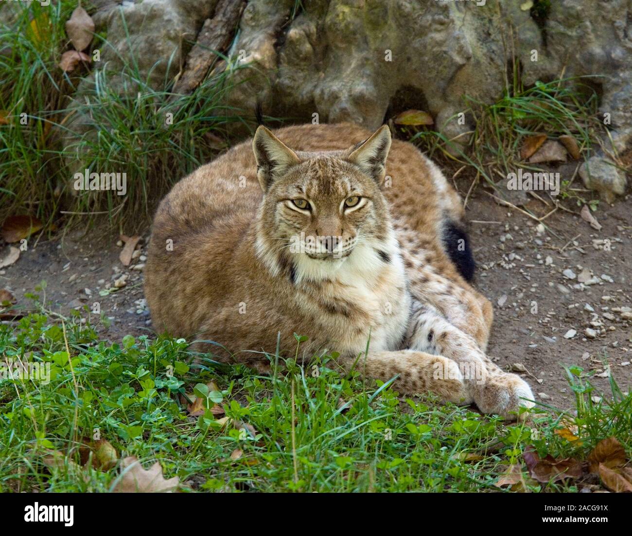 A Lynx (Lynx lynx) lying down. This animal is rare in France but re ...