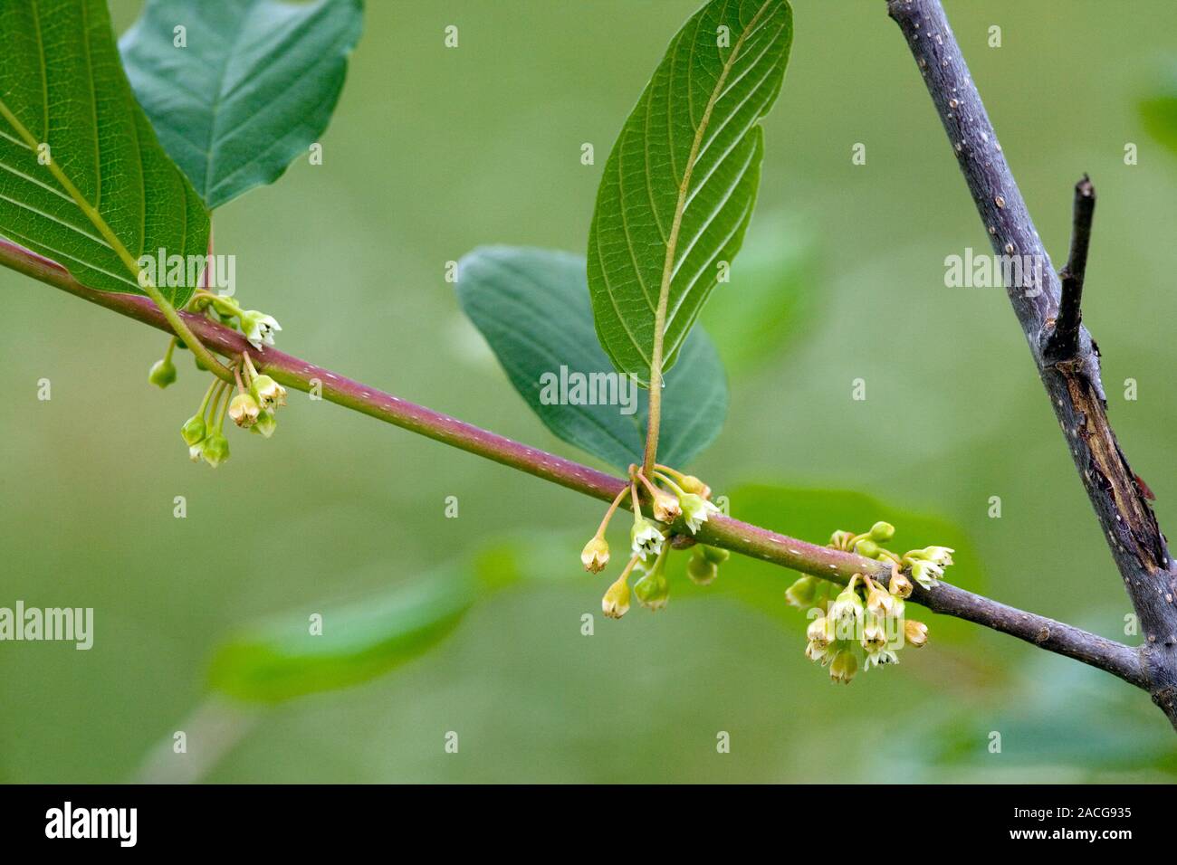 Flowers and foliage of Alder buckthorn (Frangula alnus) in France Stock ...