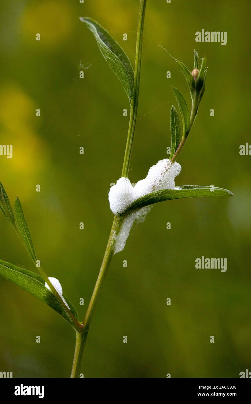 Cuckoo spit, also known as nymphs, of a common Froghopper (Philaenus ...