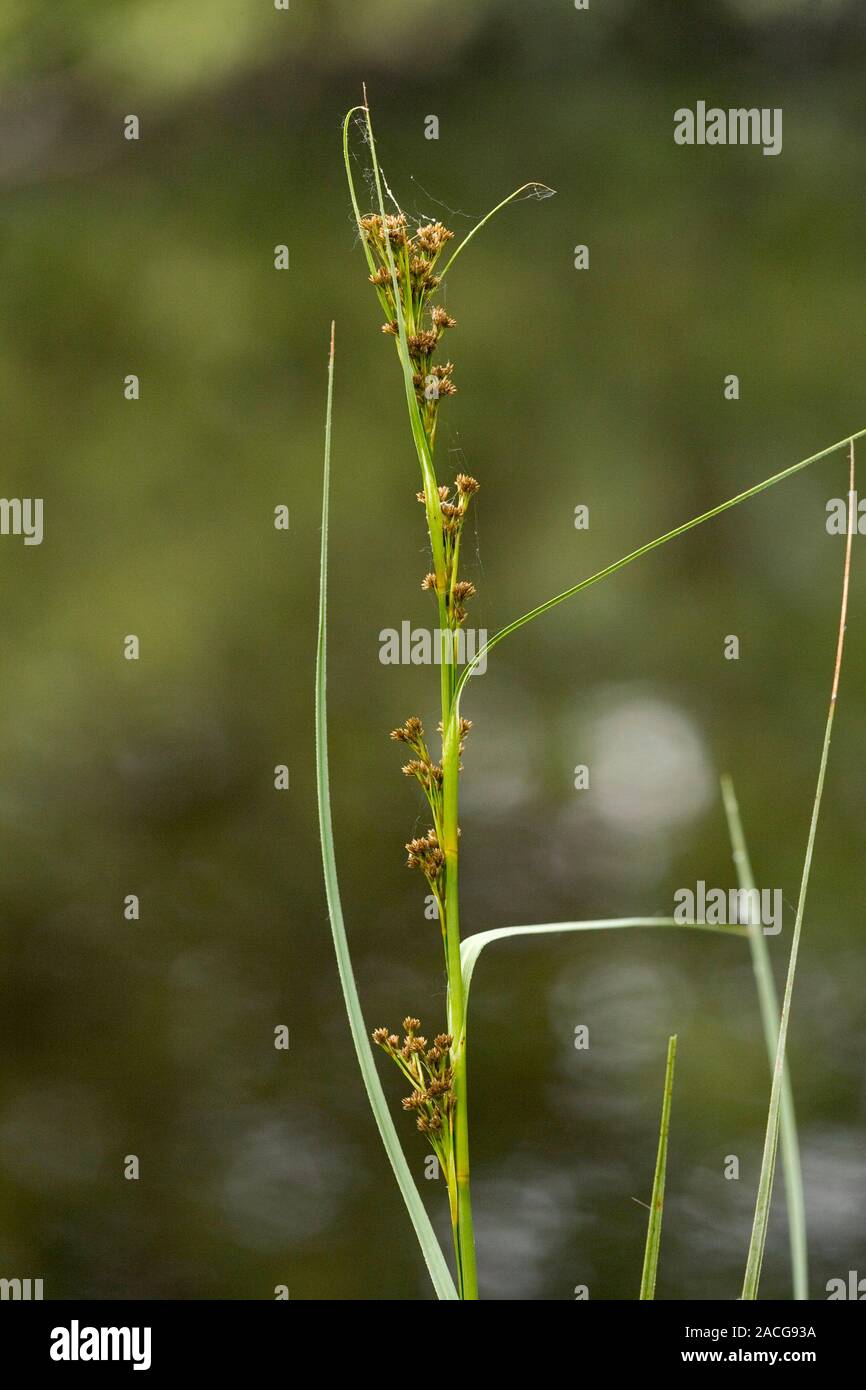 Foliage and flowers of Saw Sedge (Cladium mariscus). Photographed in ...