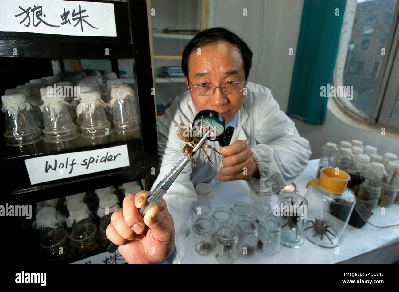 Spiders as biological pest control. Magnifying glass being used by ...