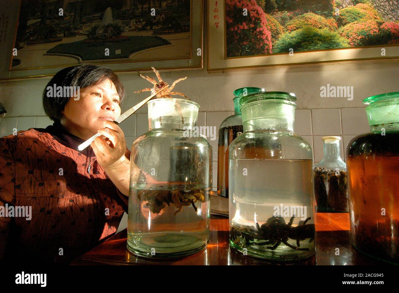 Animal Medicine Spider at Tami Lumley blog