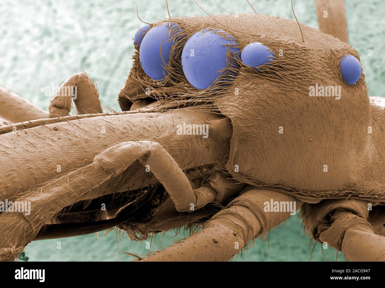 Spider's head. Coloured environmental scanning electron micrograph ...