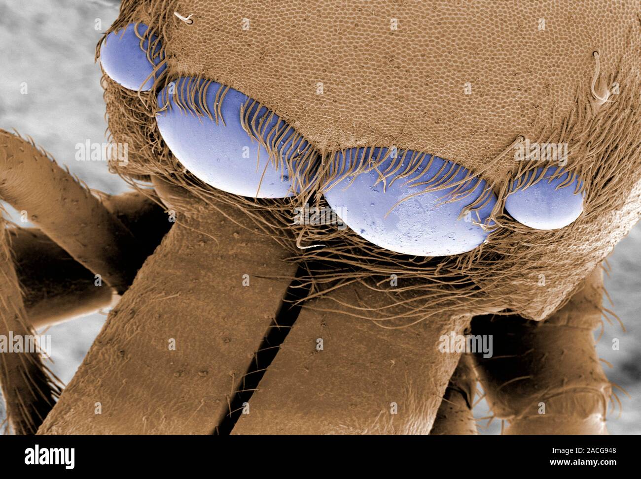 Spider's head. Coloured environmental scanning electron micrograph ...