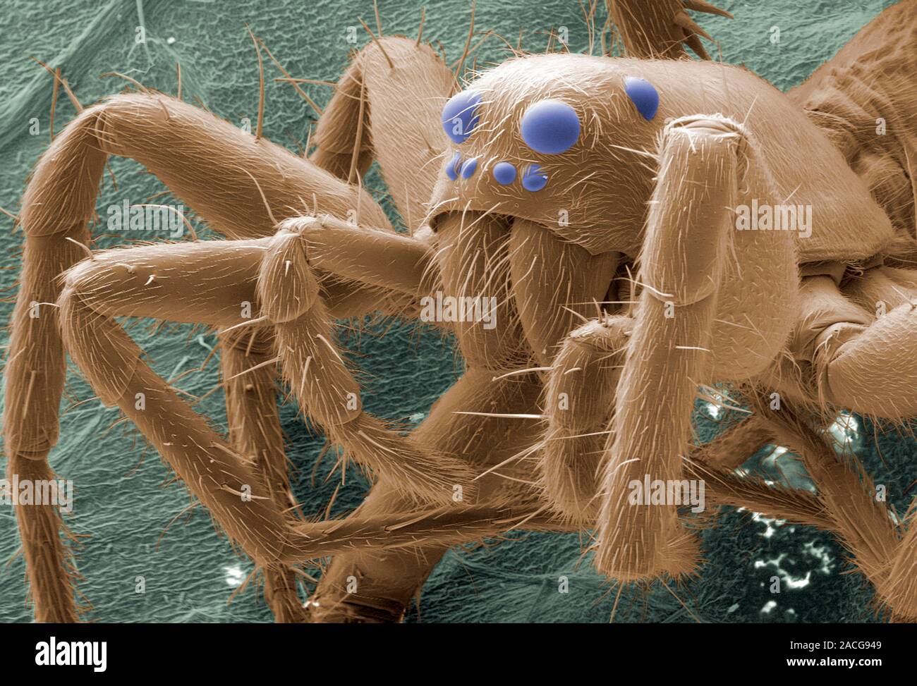Spider. Coloured environmental scanning electron micrograph (ESEM) of ...