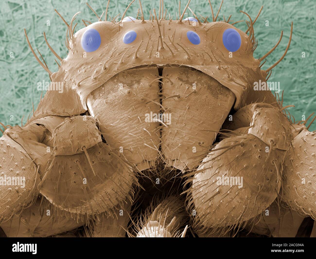 Spider's head. Coloured environmental scanning electron micrograph ...