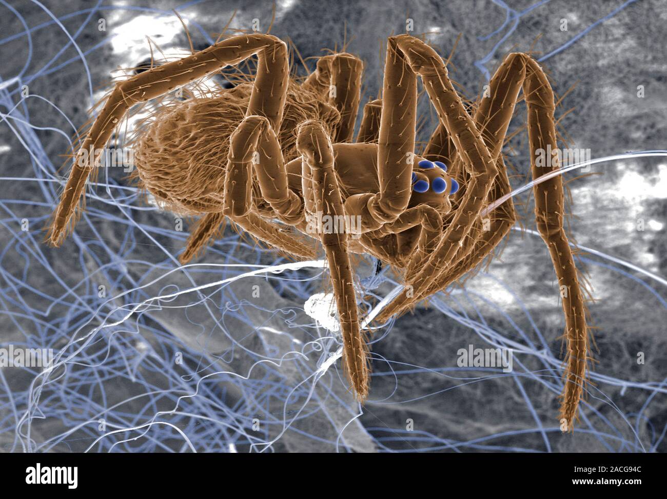 Spider and silk threads. Coloured environmental scanning electron ...