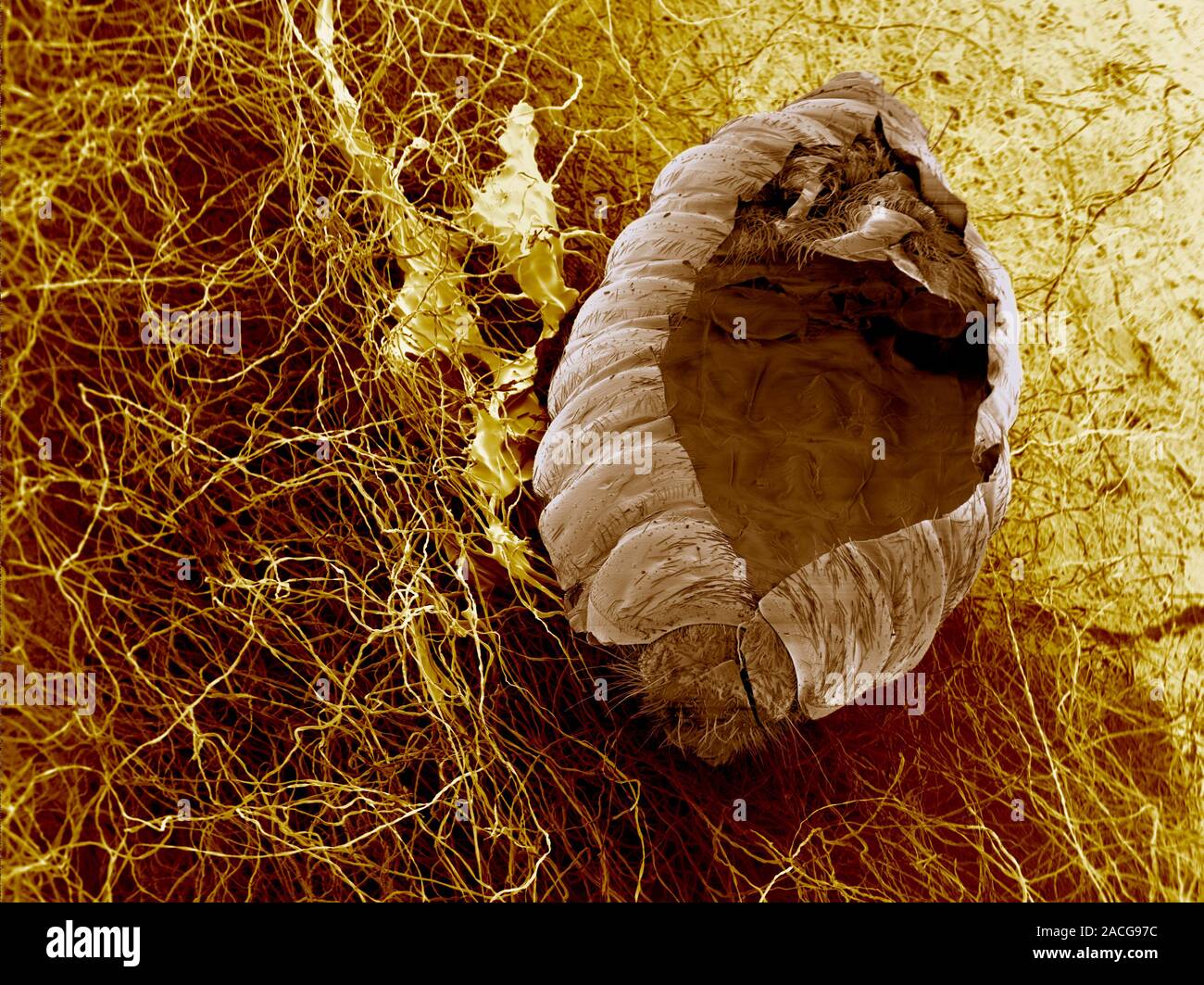 Empty insect cocoon, coloured scanning electron micrograph (SEM). This ...