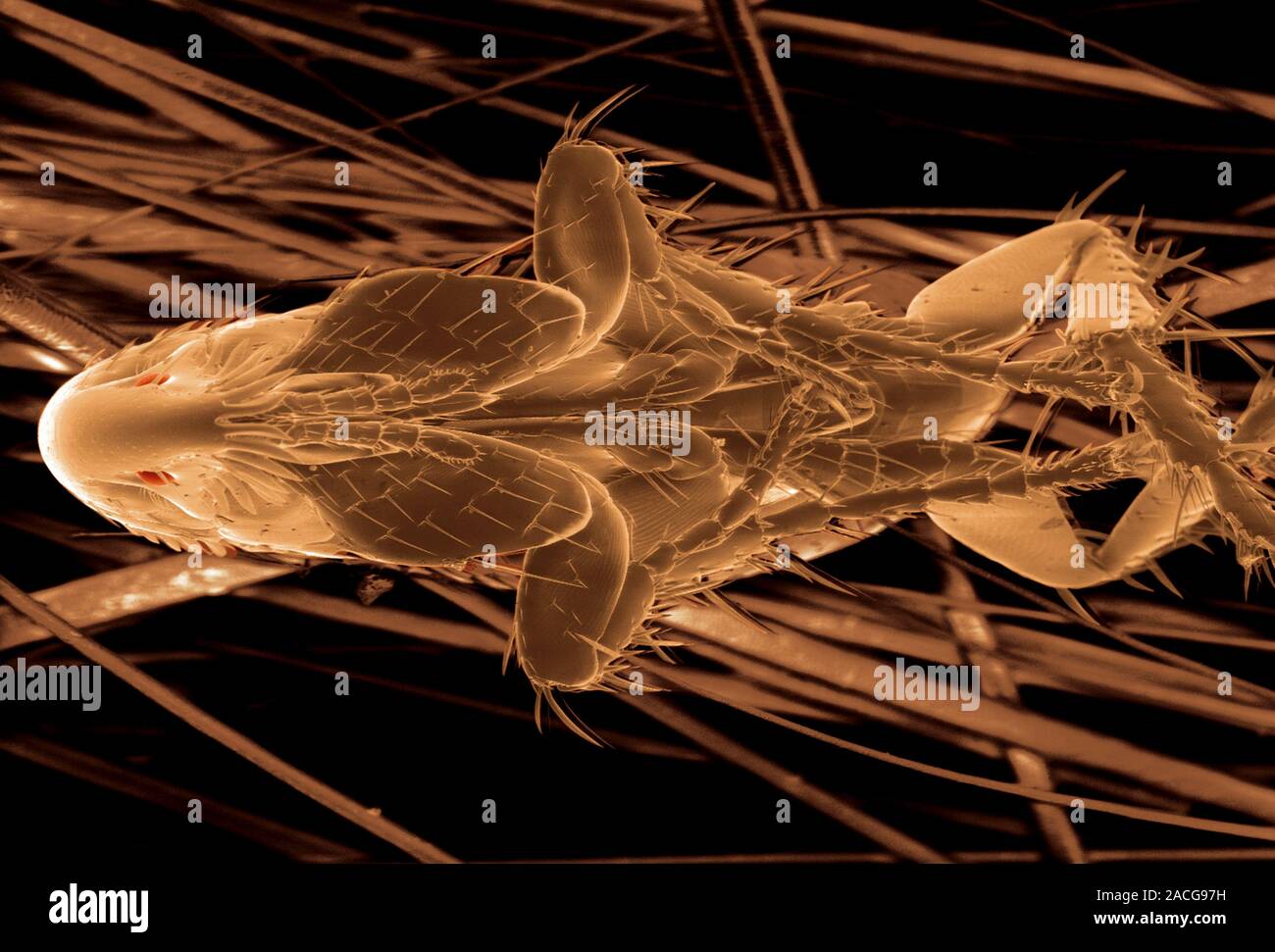 Cat flea (Ctenocephalides felis), coloured scanning electron micrograph ...